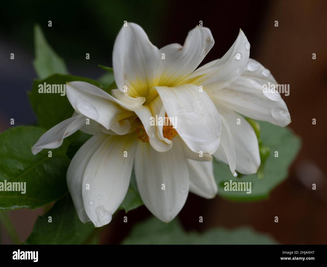 Australian lemon leaf hi-res stock photography and images - Alamy