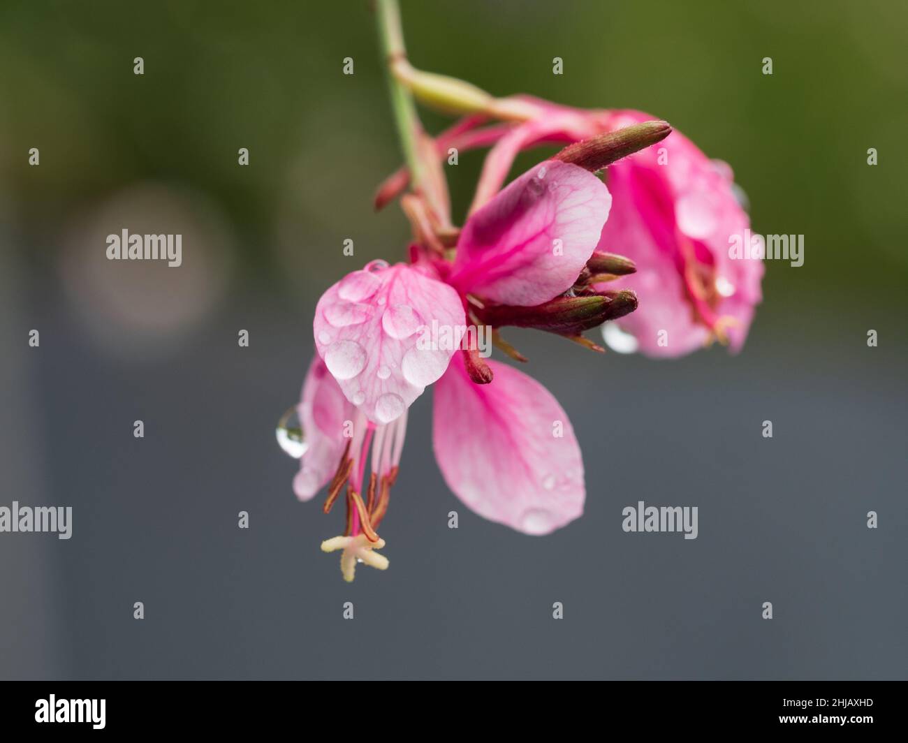 Gaura lindheimeri whirling butterflies hi-res stock photography and ...