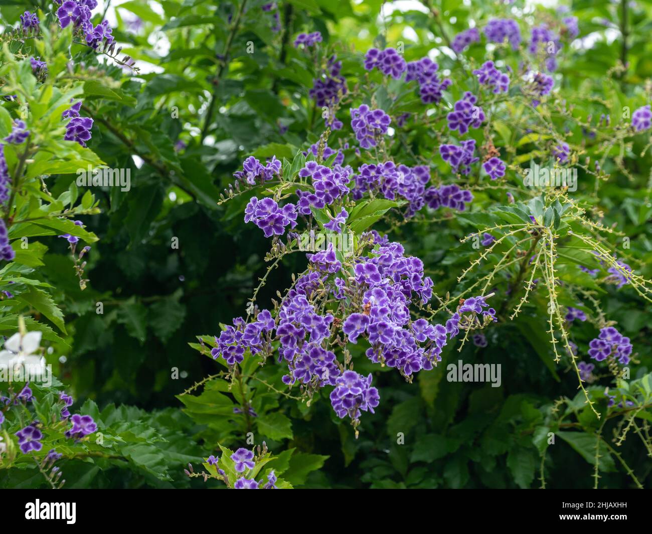 Flower garden, An abundance of purple flowers, green leaves on an ...