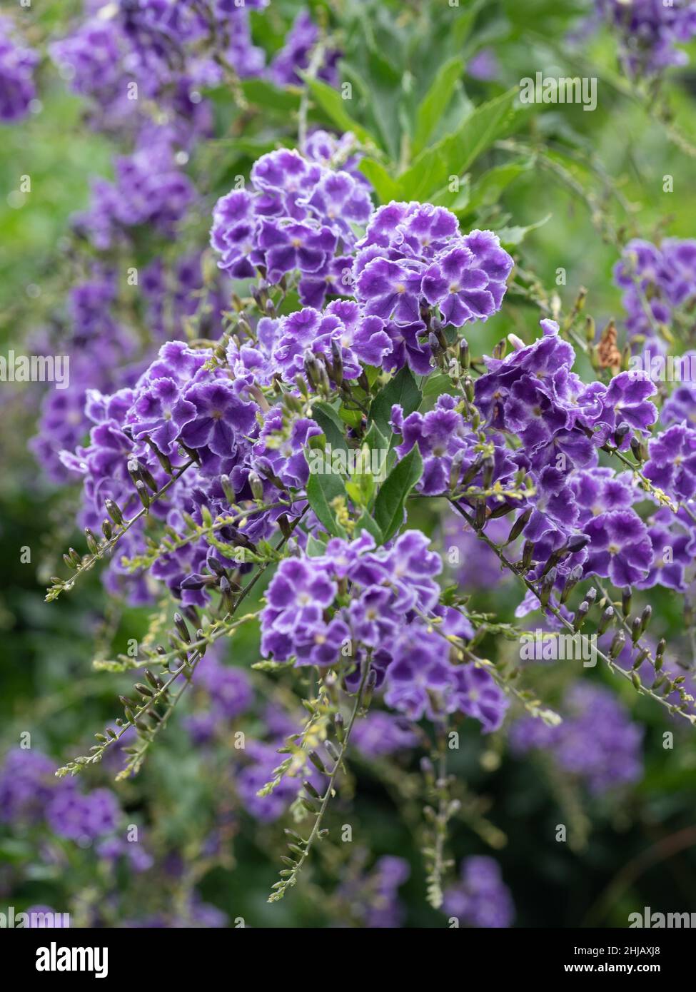 Flower garden, an abundance of purple flowers, green leaves on an ...