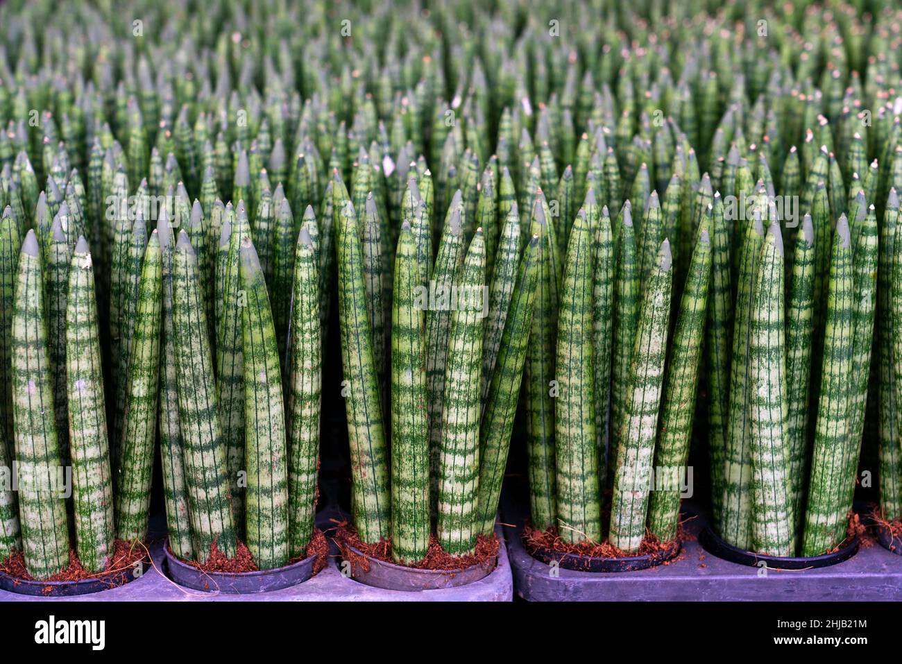 Close-up Sansevieria boncellensis (a dwarf sanseveria with compact ...