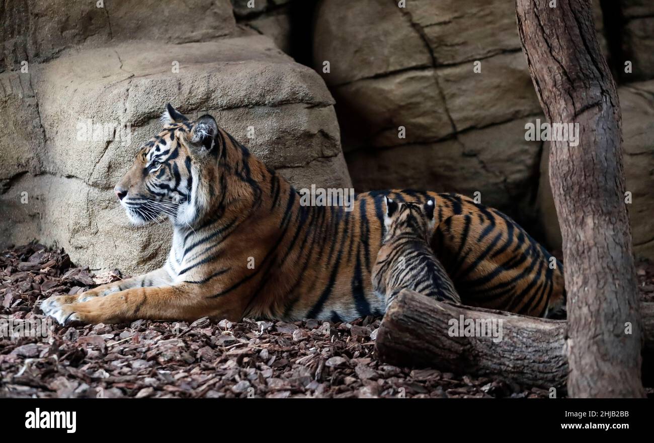 London, Britain. 27th Jan, 2022. A Sumatran tiger cub is seen with its ...