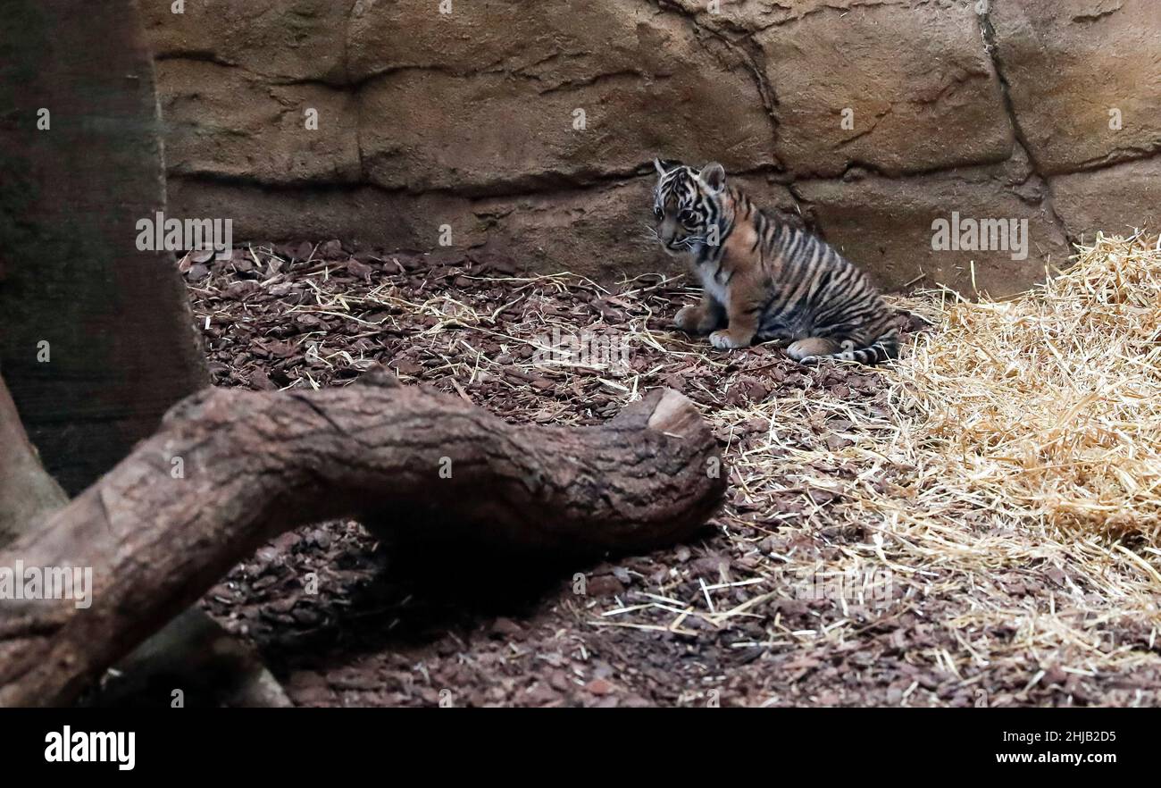 London, Britain. 27th Jan, 2022. A Sumatran tiger cub is seen at ZSL ...