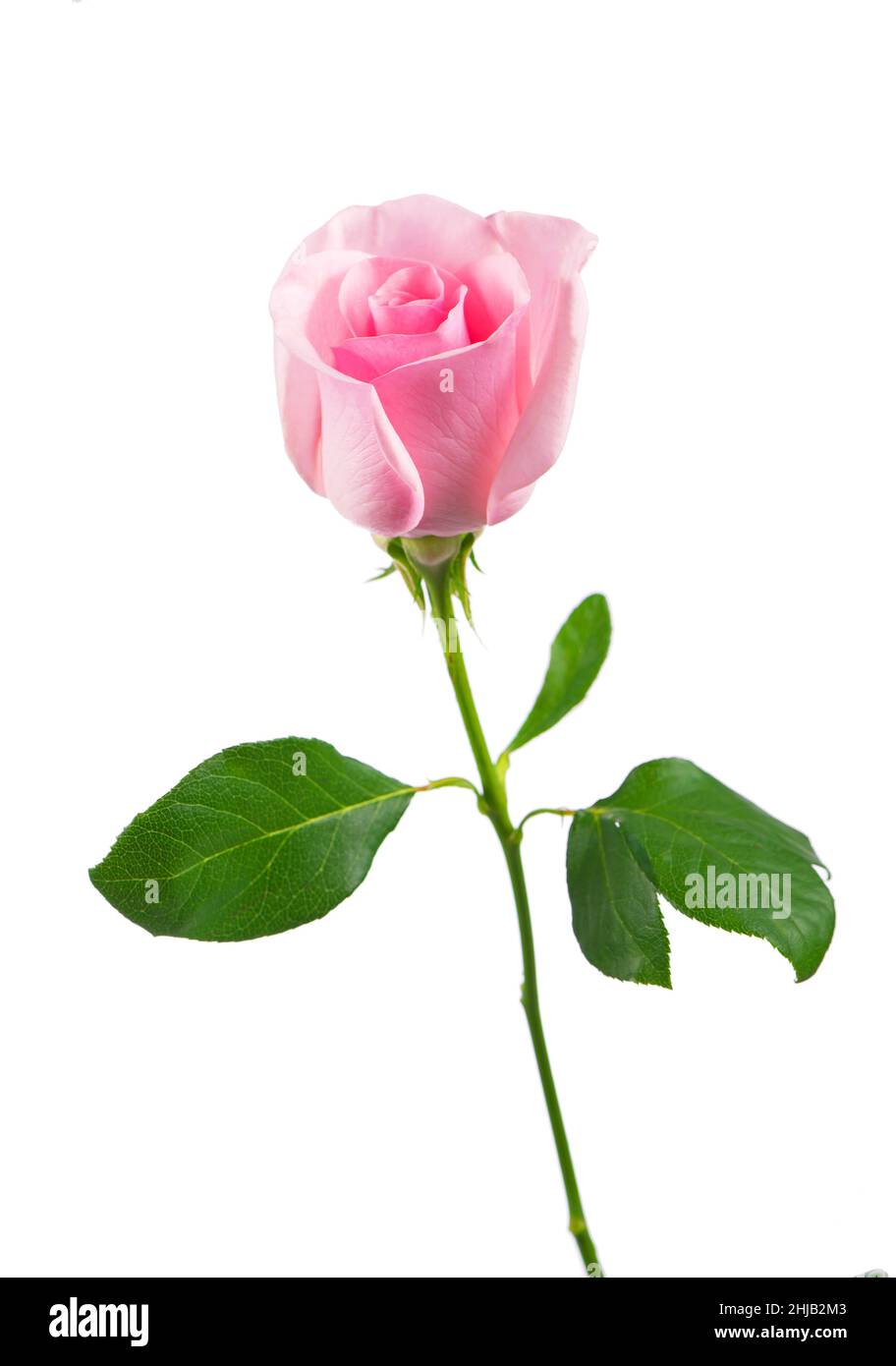 pink rose flower isolated on white background Stock Photo - Alamy