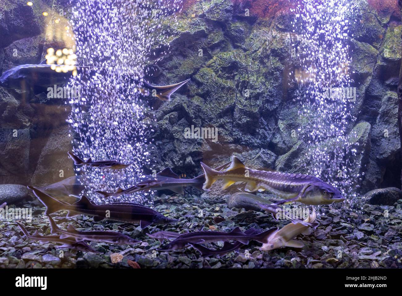 Sturgeon fish hi-res stock photography and images - Alamy