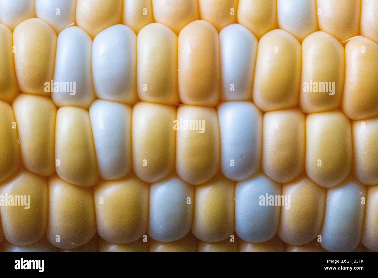 Corn cob texture hi-res stock photography and images - Alamy