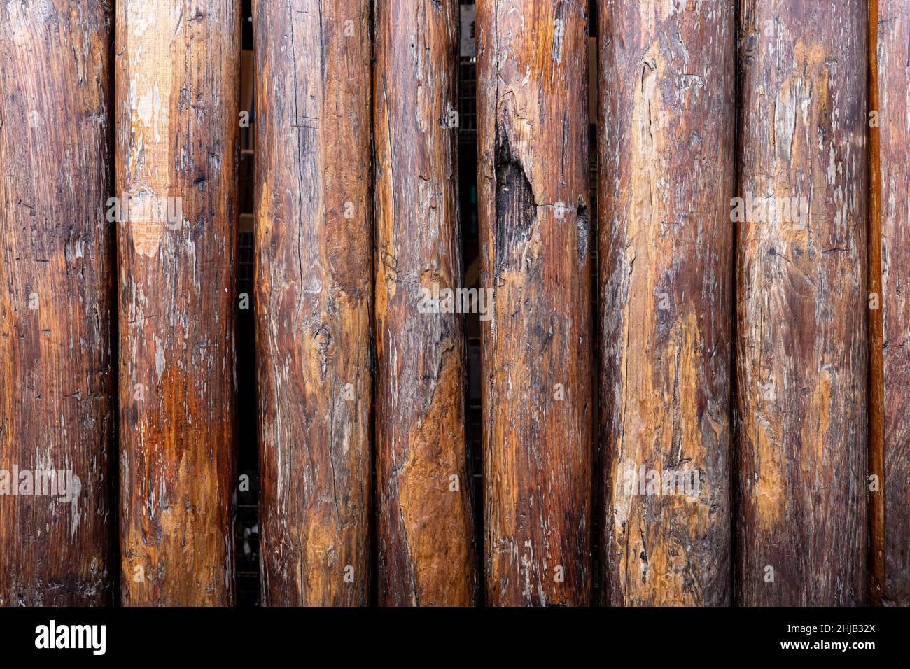 Backdrop of big and old straight tree logs in round shape with aged ...