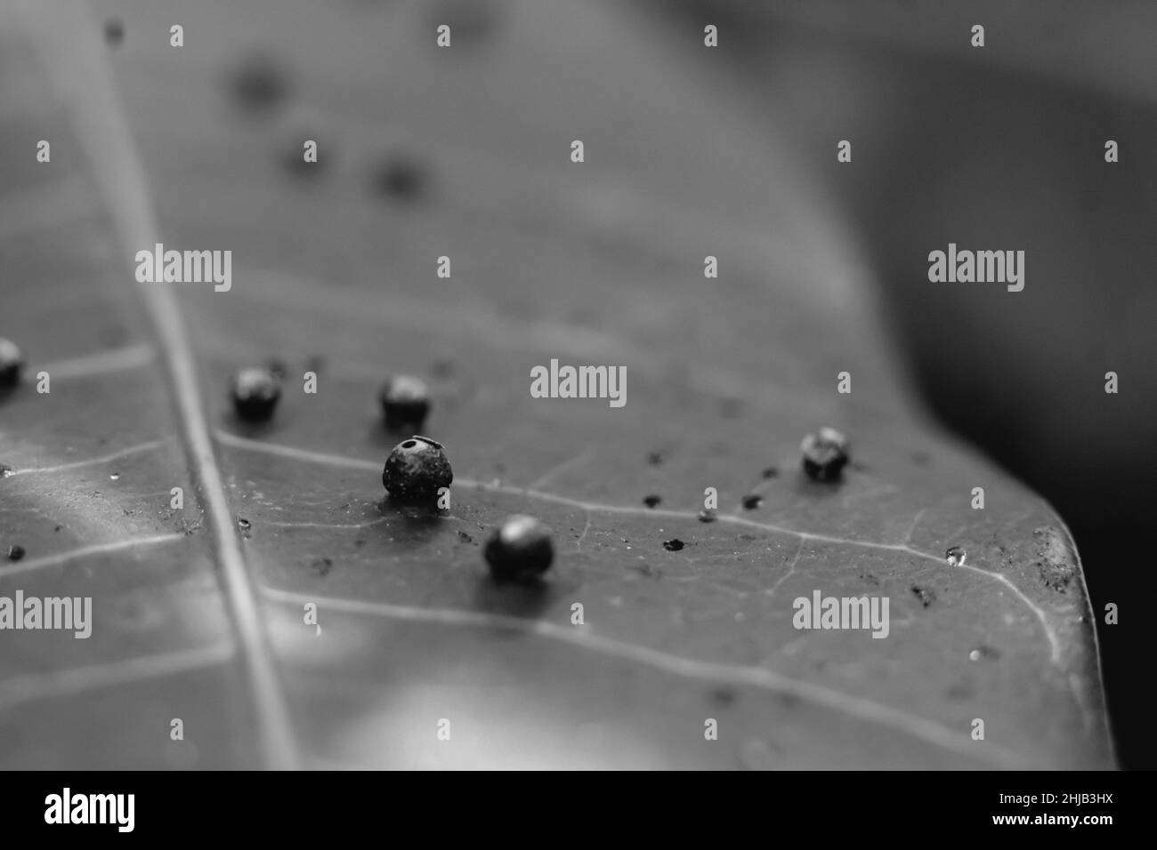 Abstract BANNER larvae of insect eggs ball shape accuracy lie beauty ...