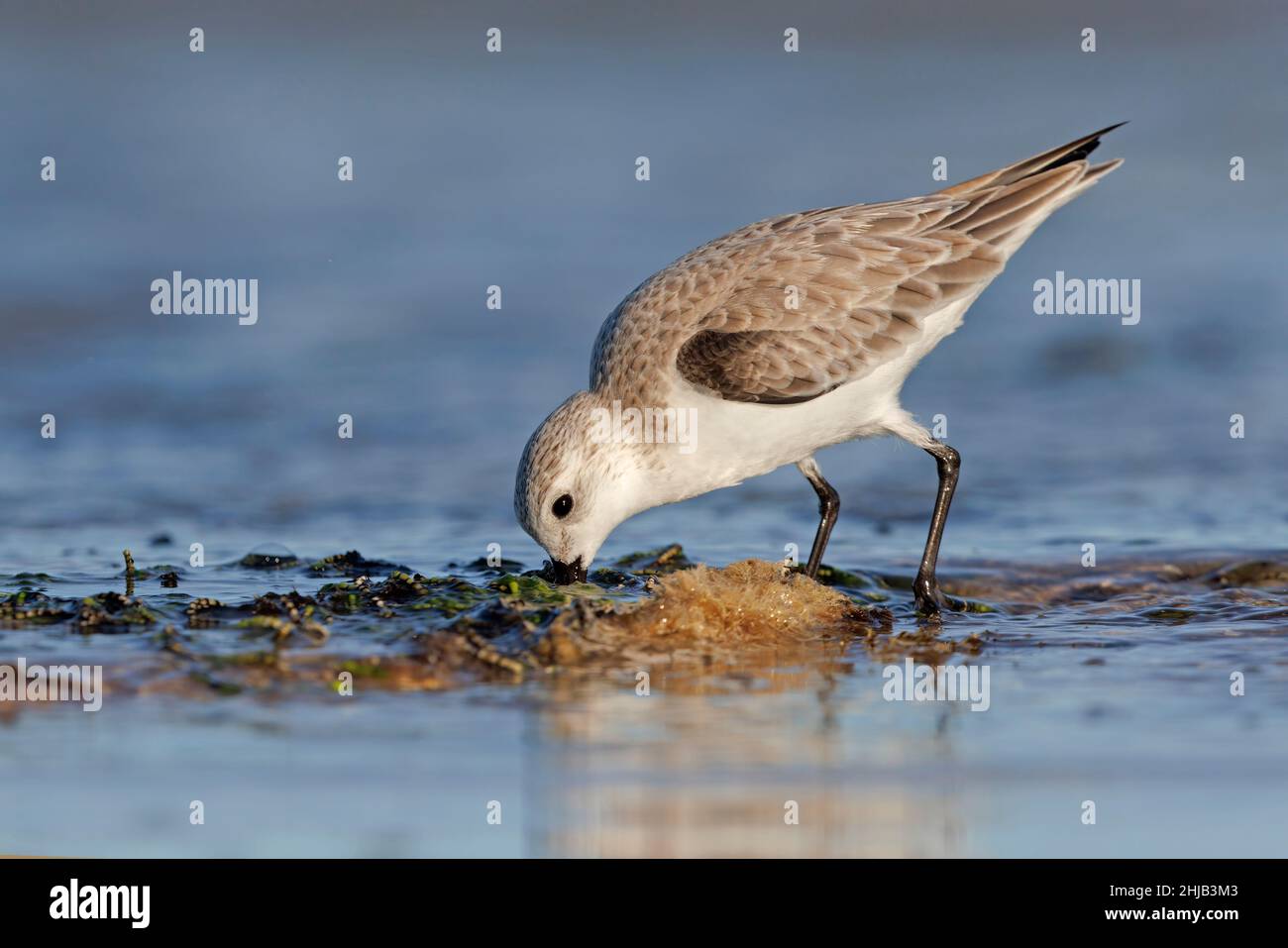 Sanderling, Corralejo, Fuerteventura, Canary island, January 2022 Stock ...