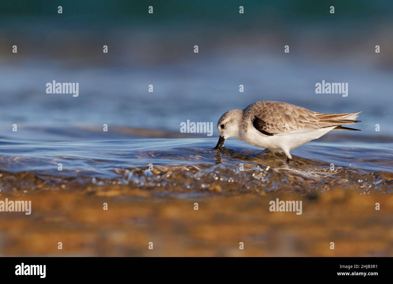 Sanderling, Corralejo, Fuerteventura, Canary island, January 2022 Stock ...