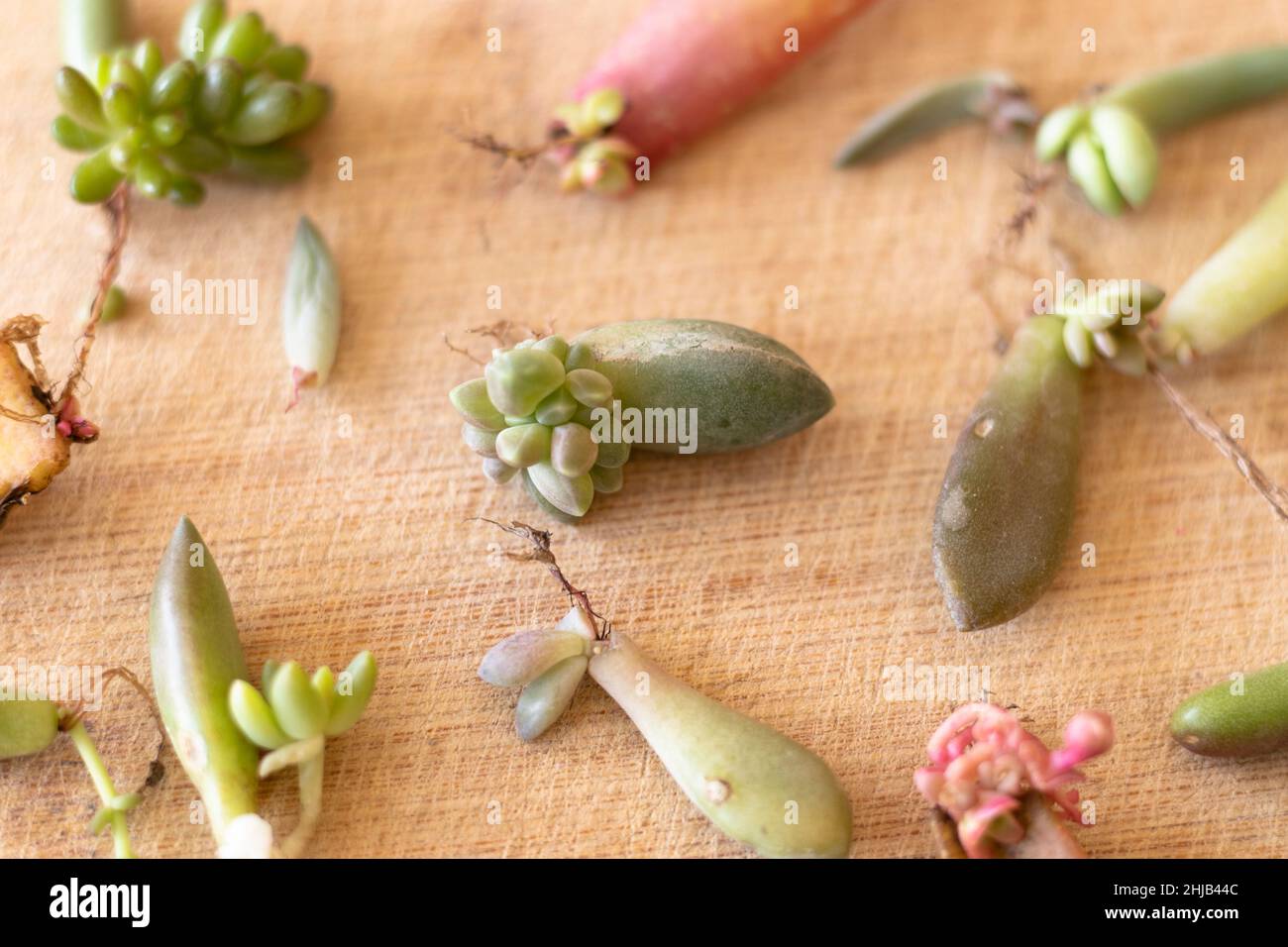 Propagate by offsets hi-res stock photography and images - Alamy