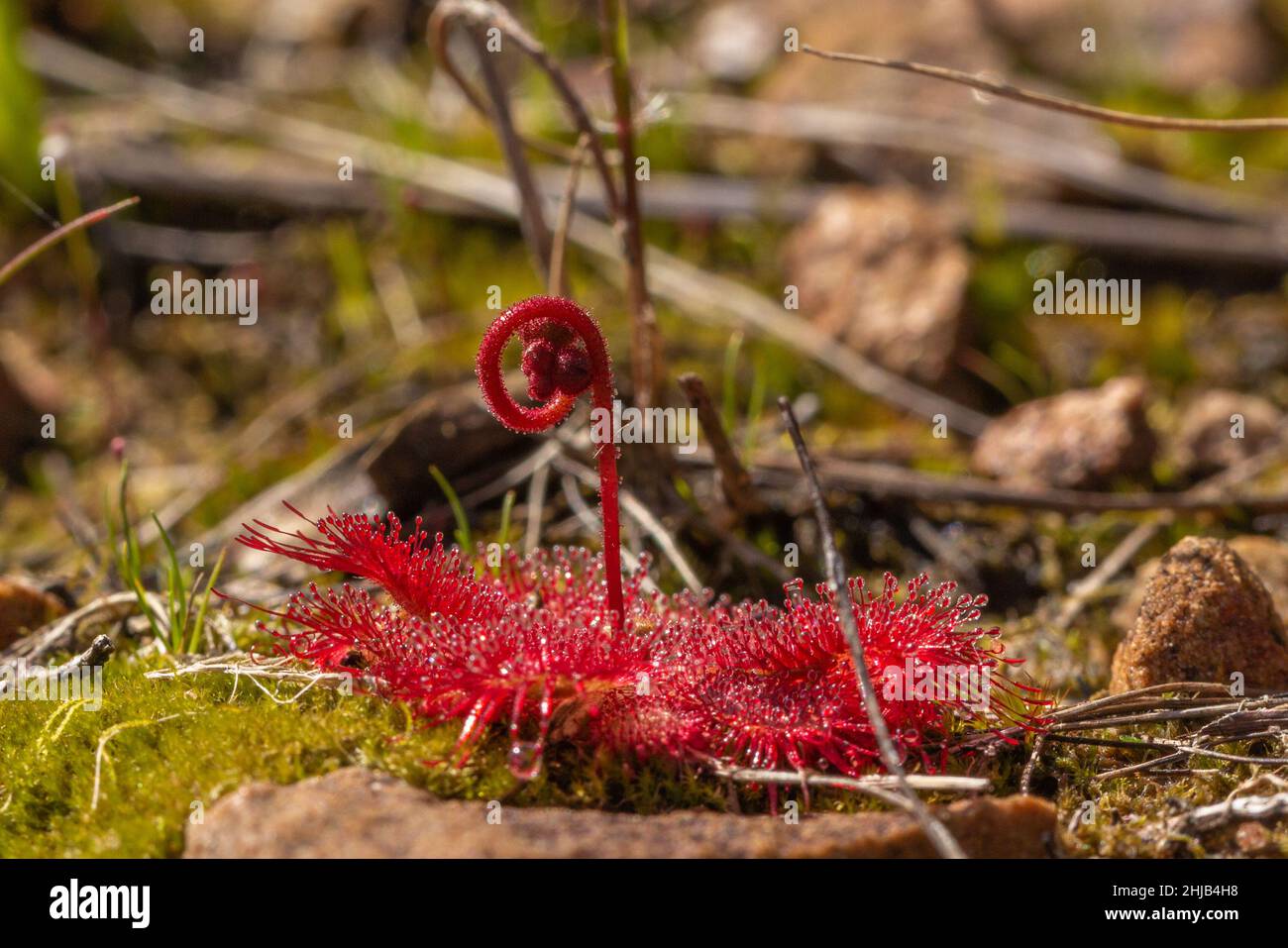 Side view of a flowering Drosera trinervia on Table Mountain in Cape ...