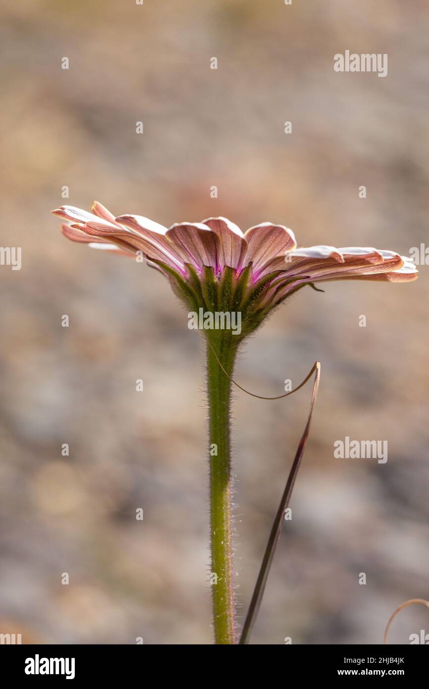Side view of the flower of a Dimorphoteca on Table Mountain in the ...