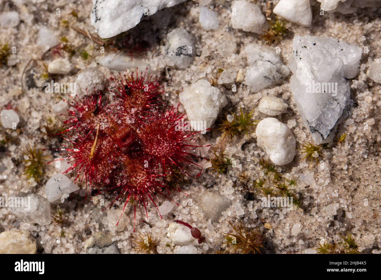 South African Wildflower: Red rosette of the carnivorous plant Drosera ...