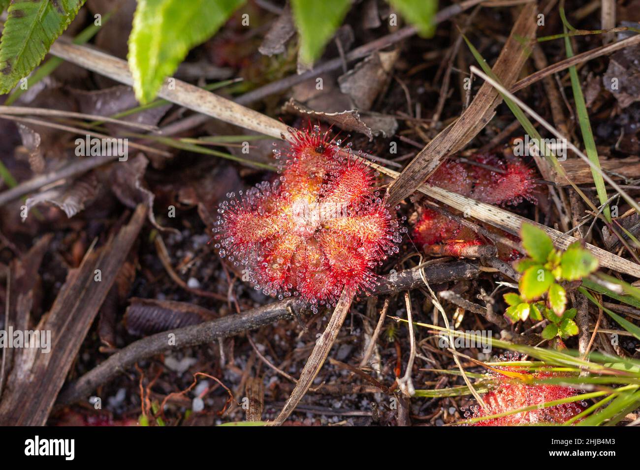 Carnivorous Plants: Drosera aliciae on Table Mountain in the Western ...