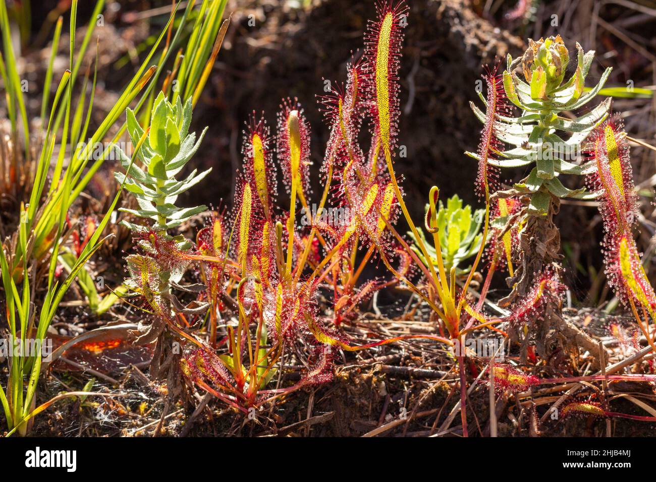 Group of Drosera capensis seen on the Table Mountain in the Western ...