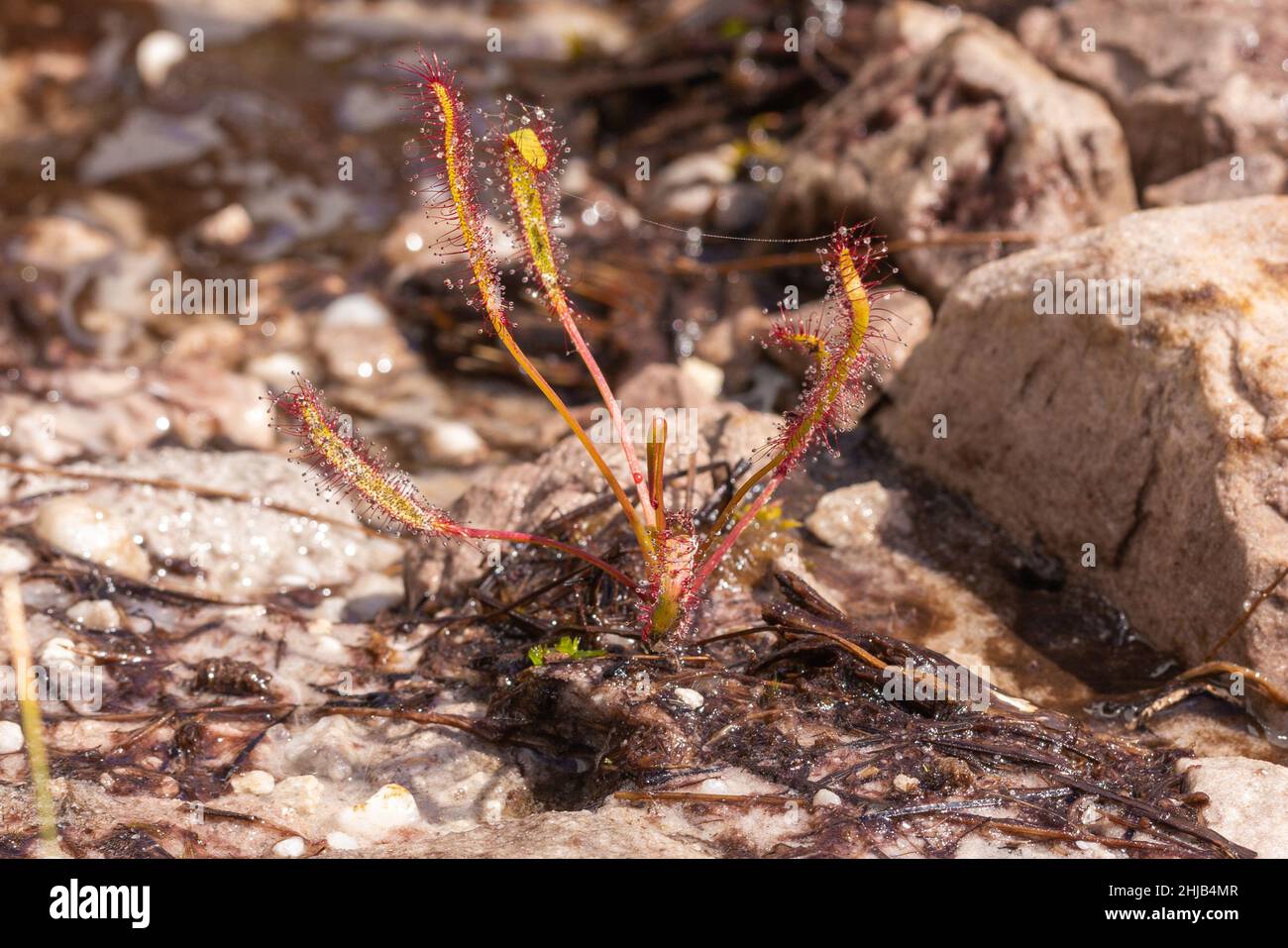 Portrait of a single Drosera capensis on the Table Mountain in the ...