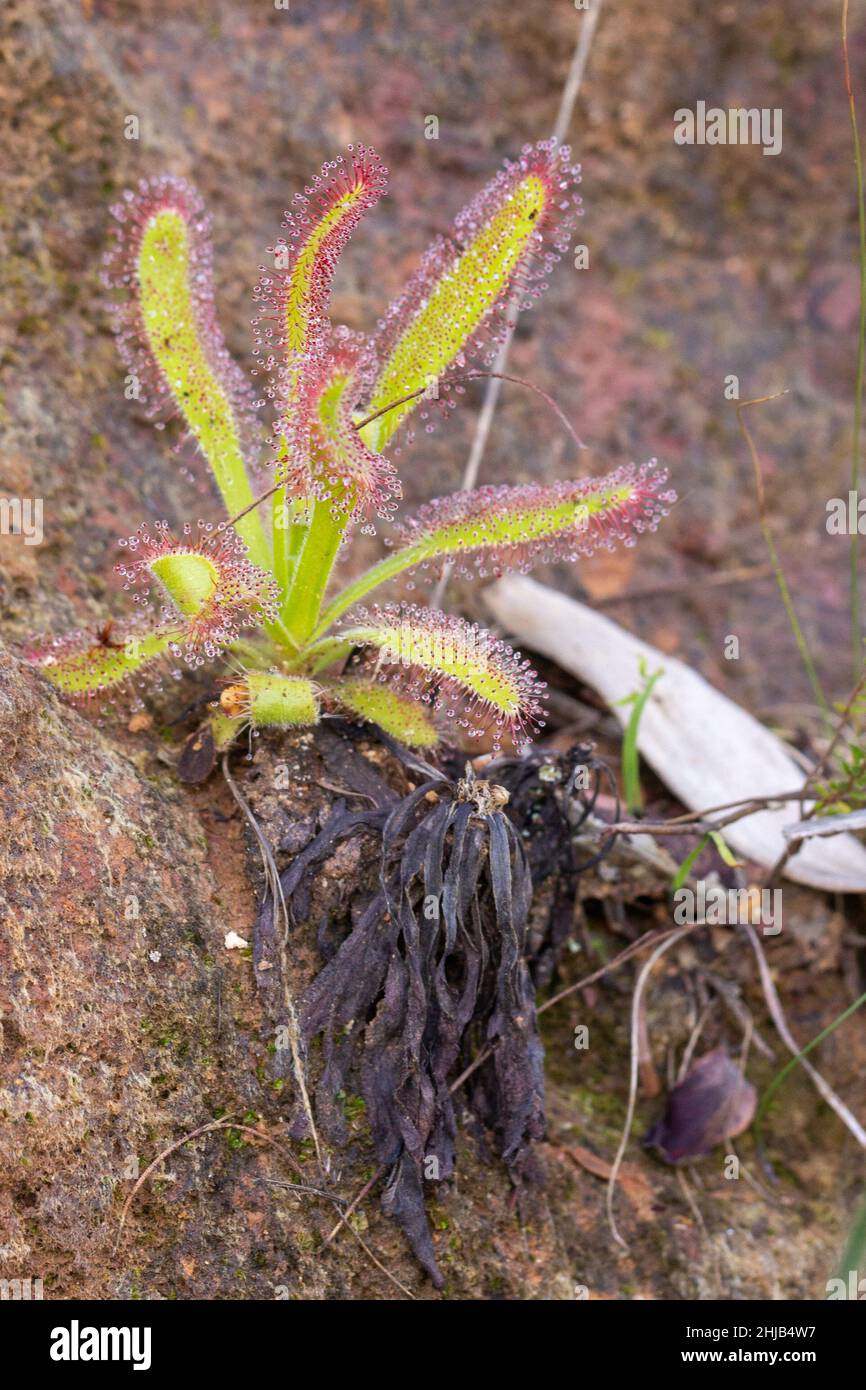 Carnivorous Plants: Drosera hilaris on Table Mountain in the Western ...