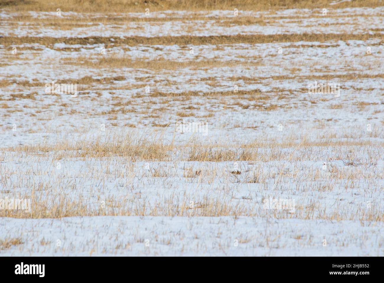 Snow background, snow texture and pattern wallpaper, white and yellow ...