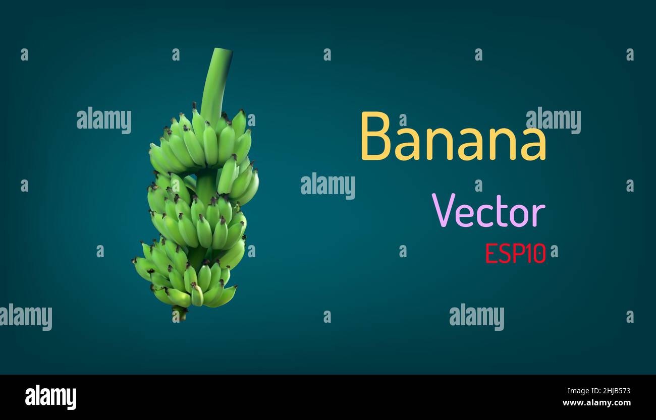 realistic banana fruit and branch elements. vector illustration eps10 ...