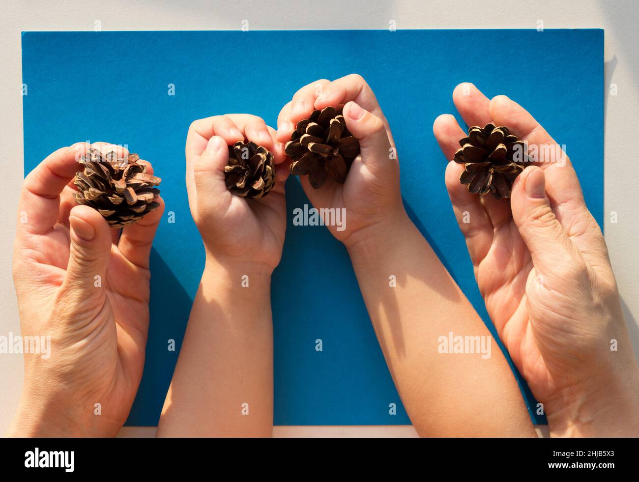 Top view of child hands and adult hands holding cones on blue ...