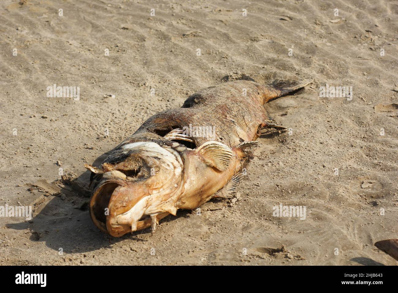 Fish laying hi-res stock photography and images - Alamy