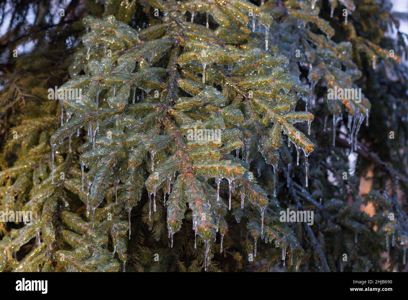 Branches of pine tree in ice in wintertime in forest Stock Photo - Alamy
