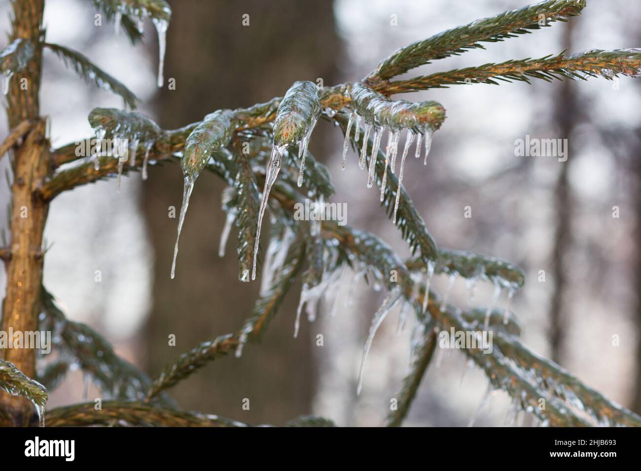 Branches of pine tree in ice in wintertime in forest Stock Photo - Alamy