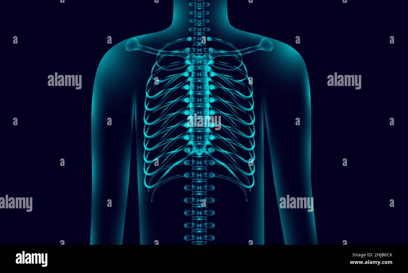 transparent human body anatomy background lighting with backbone, xray ...