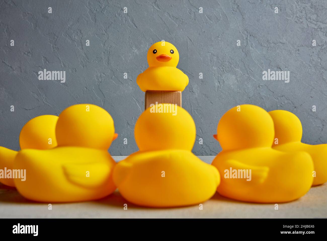 Concept of leadership or political campaign speech. A group of ducks ...