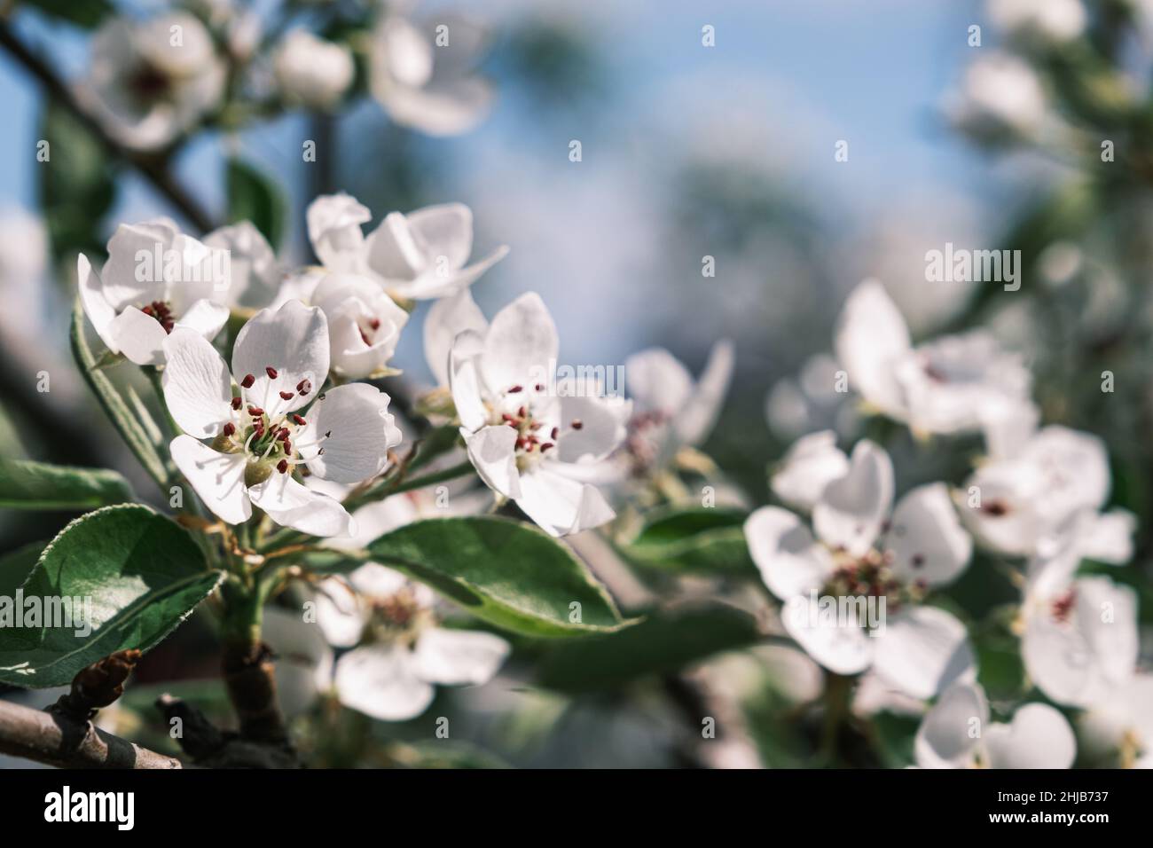 spring time, blooming branch of apple tree, floral background Stock ...