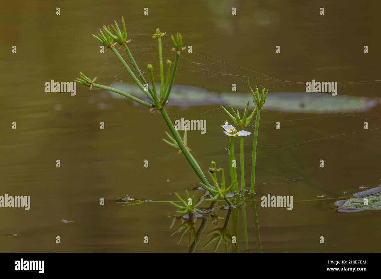 Starfruit, Damasonium alisma, in flower and fruit in a pond in Surrey ...