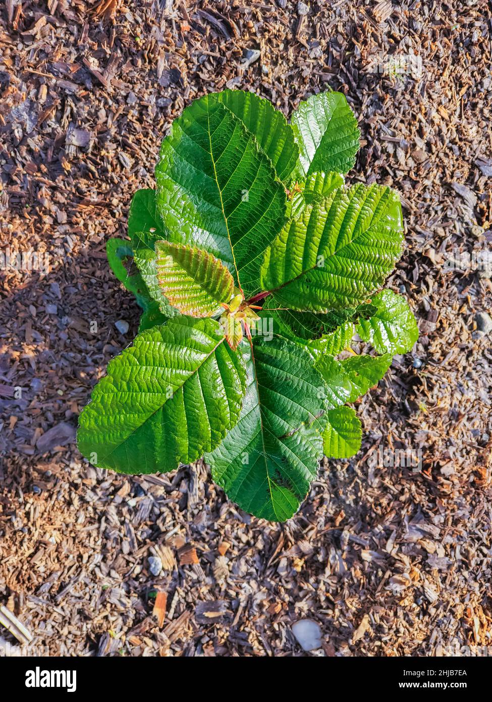 Young plant in soil humus in the garden. Fresh of young plant on soil ...