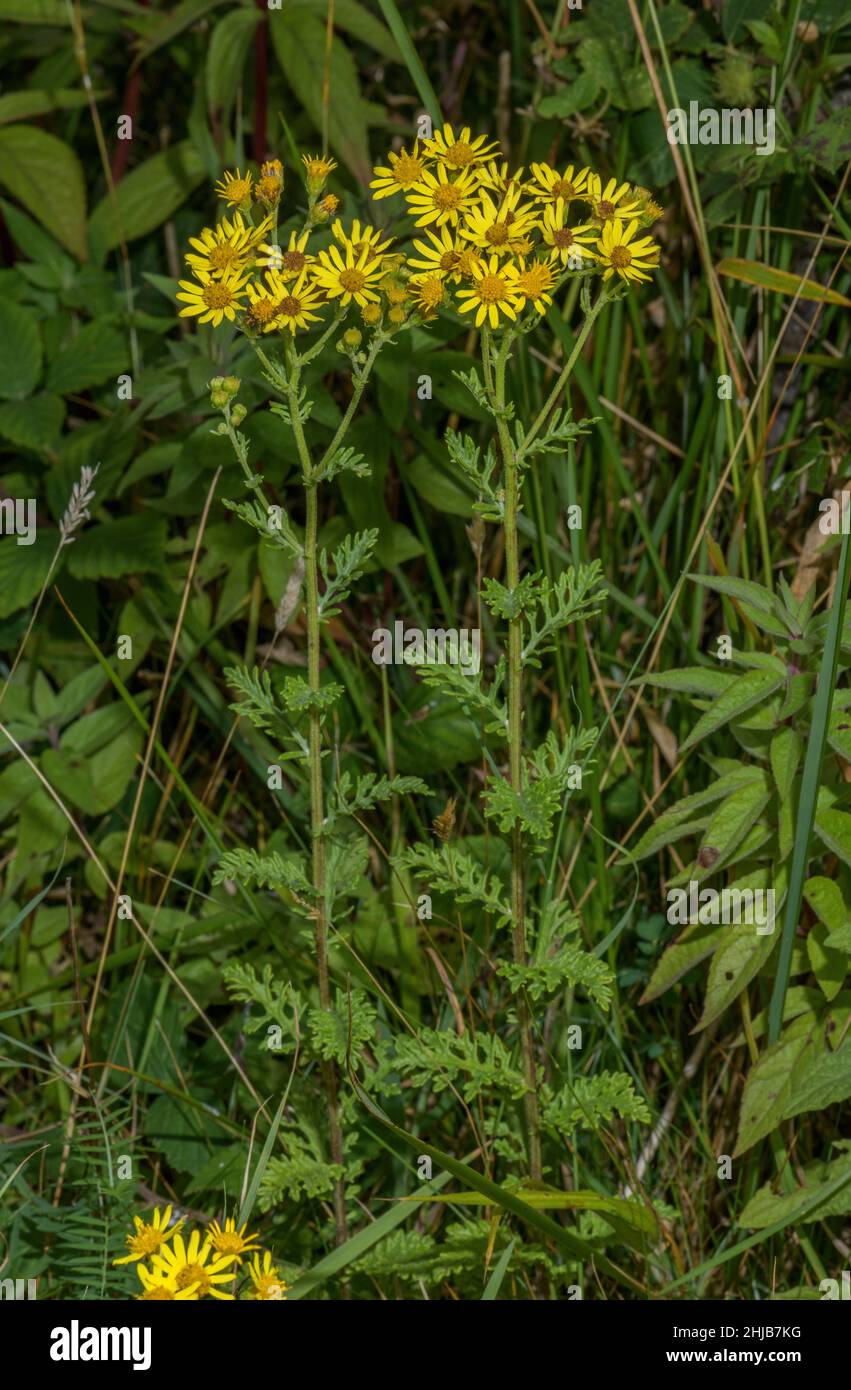Jacobaea erucifolia hi-res stock photography and images - Alamy
