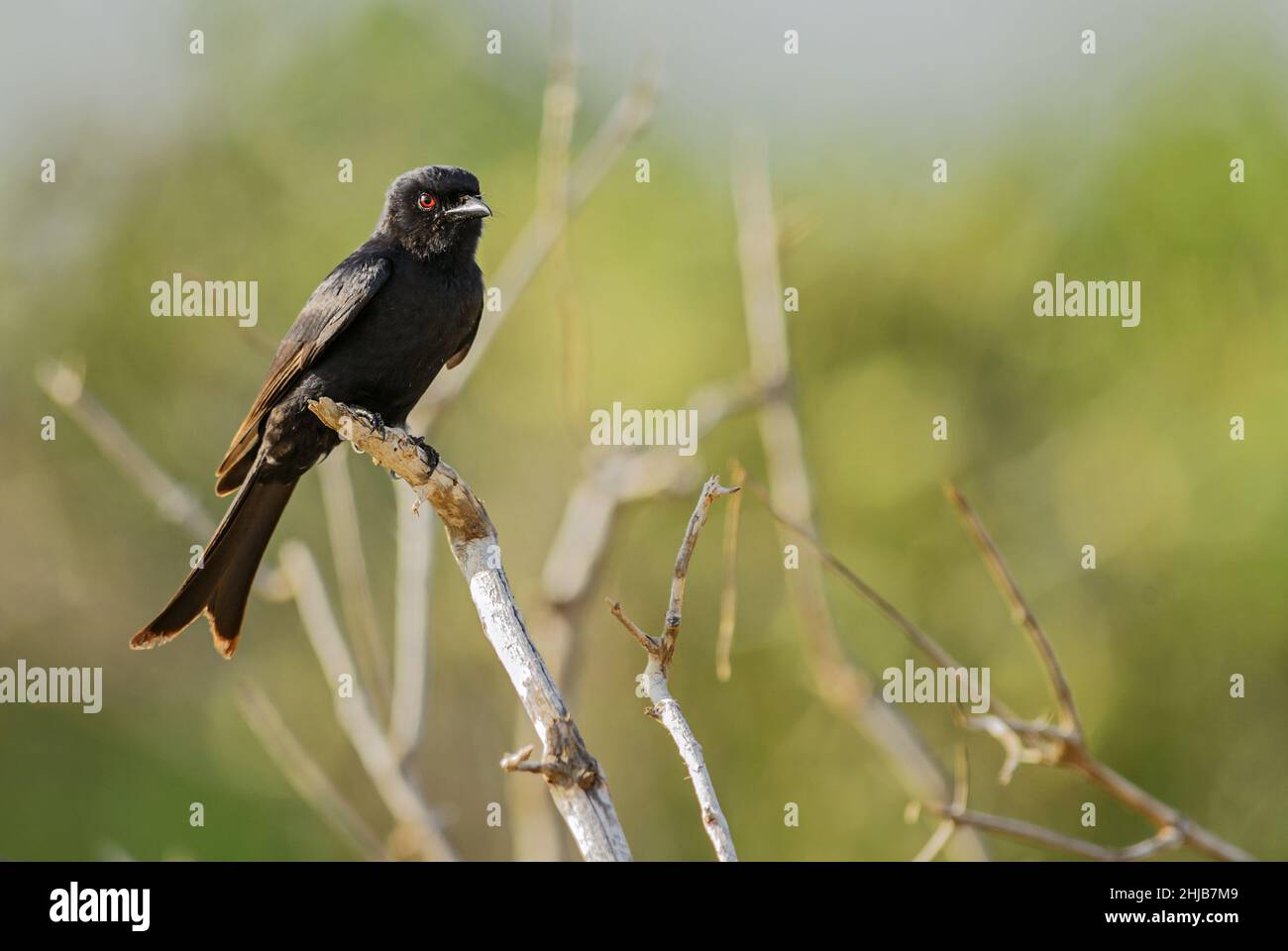 Fork-tailed Drongo - Dicrurus adsimilis, beautiful black long tailed ...
