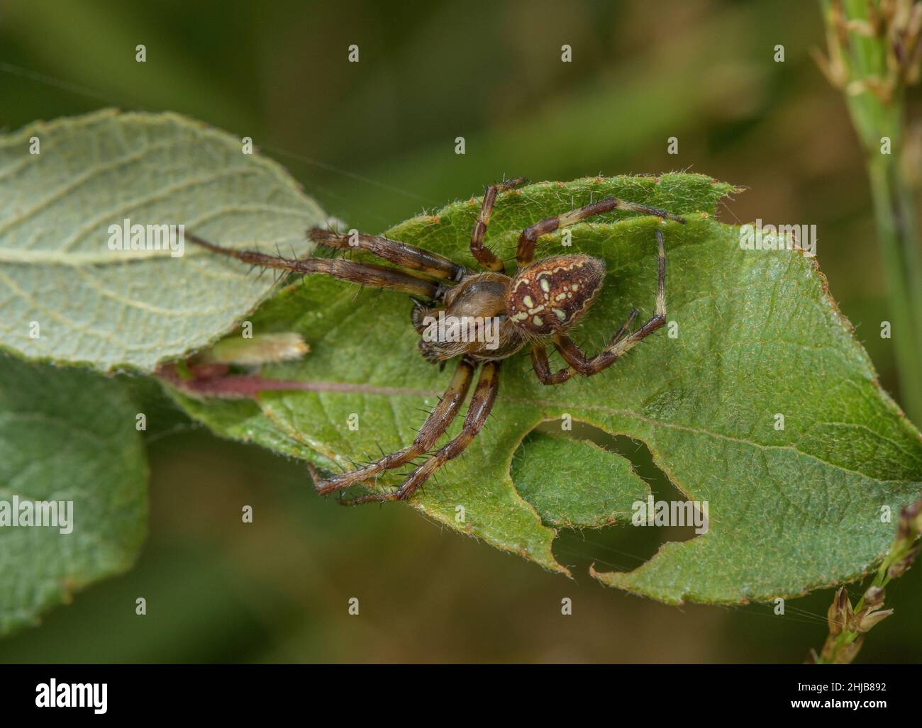 Garden spider, or diadem spider, Araneus diadematus, female on leaf ...