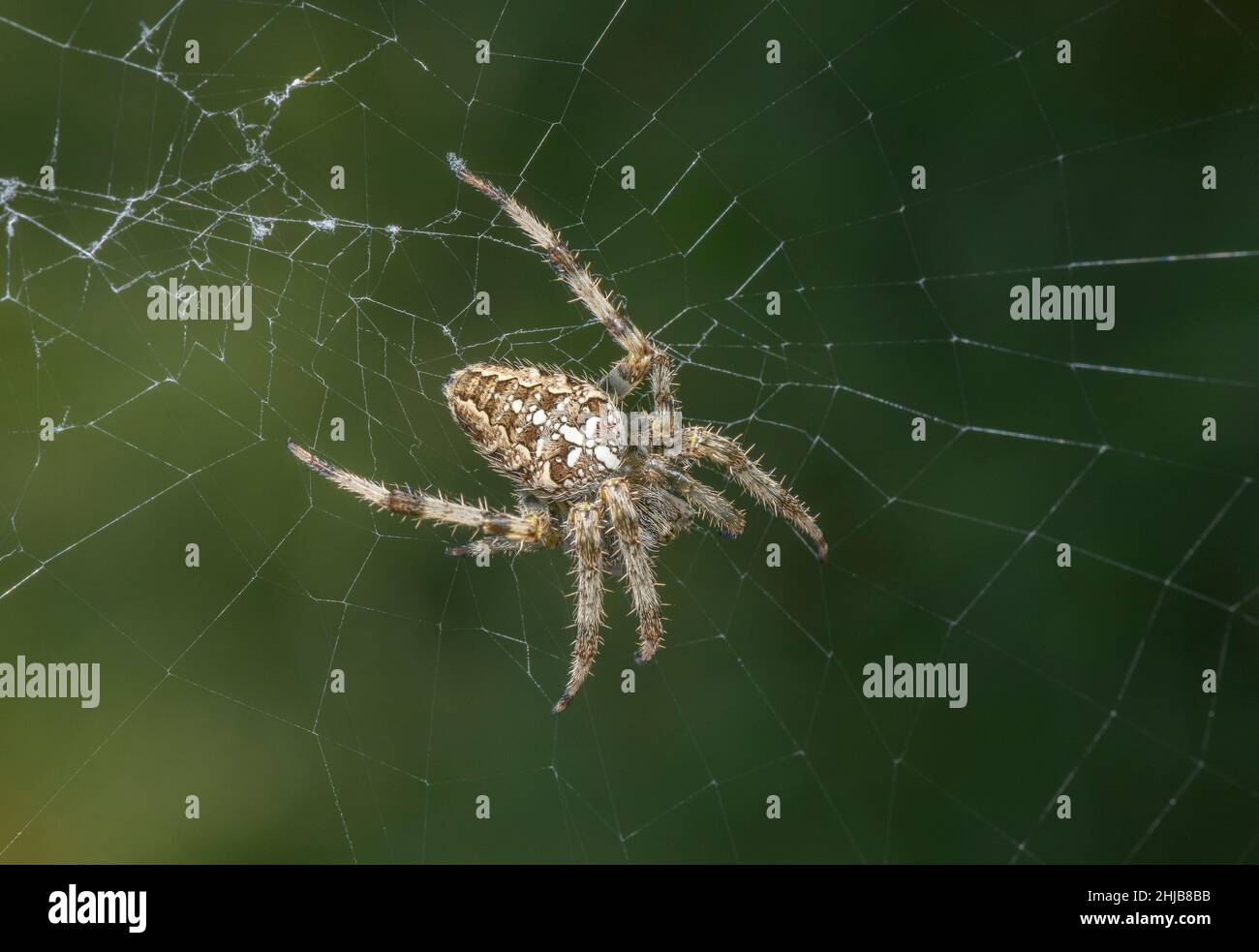 Garden spider, or diadem spider, Araneus diadematus, female on web ...