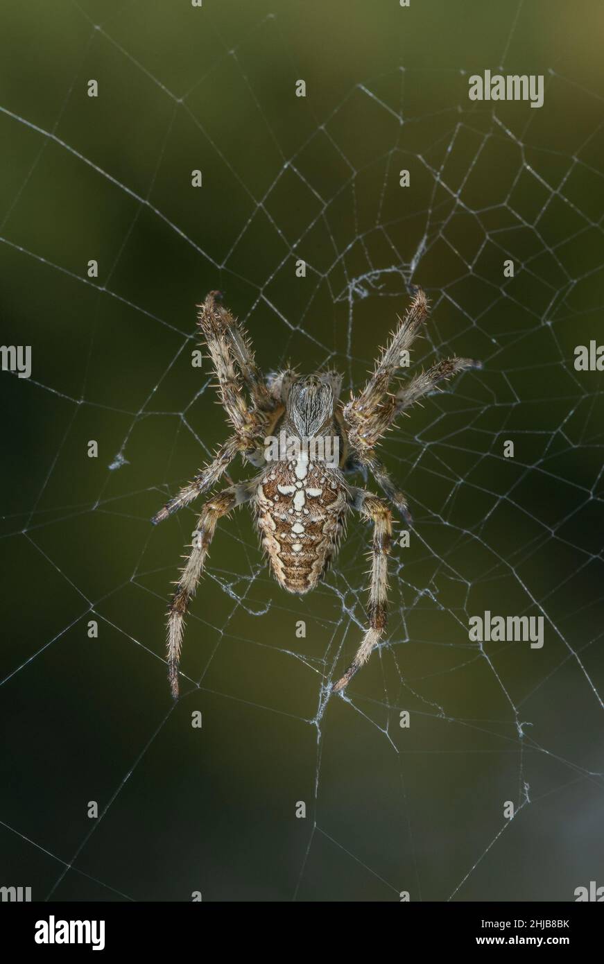 Garden spider, or diadem spider, Araneus diadematus, female on web ...