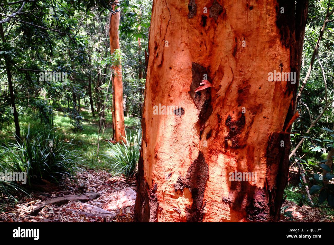 Closeup of an orange Australian Red Gum tree trunk Stock Photo - Alamy