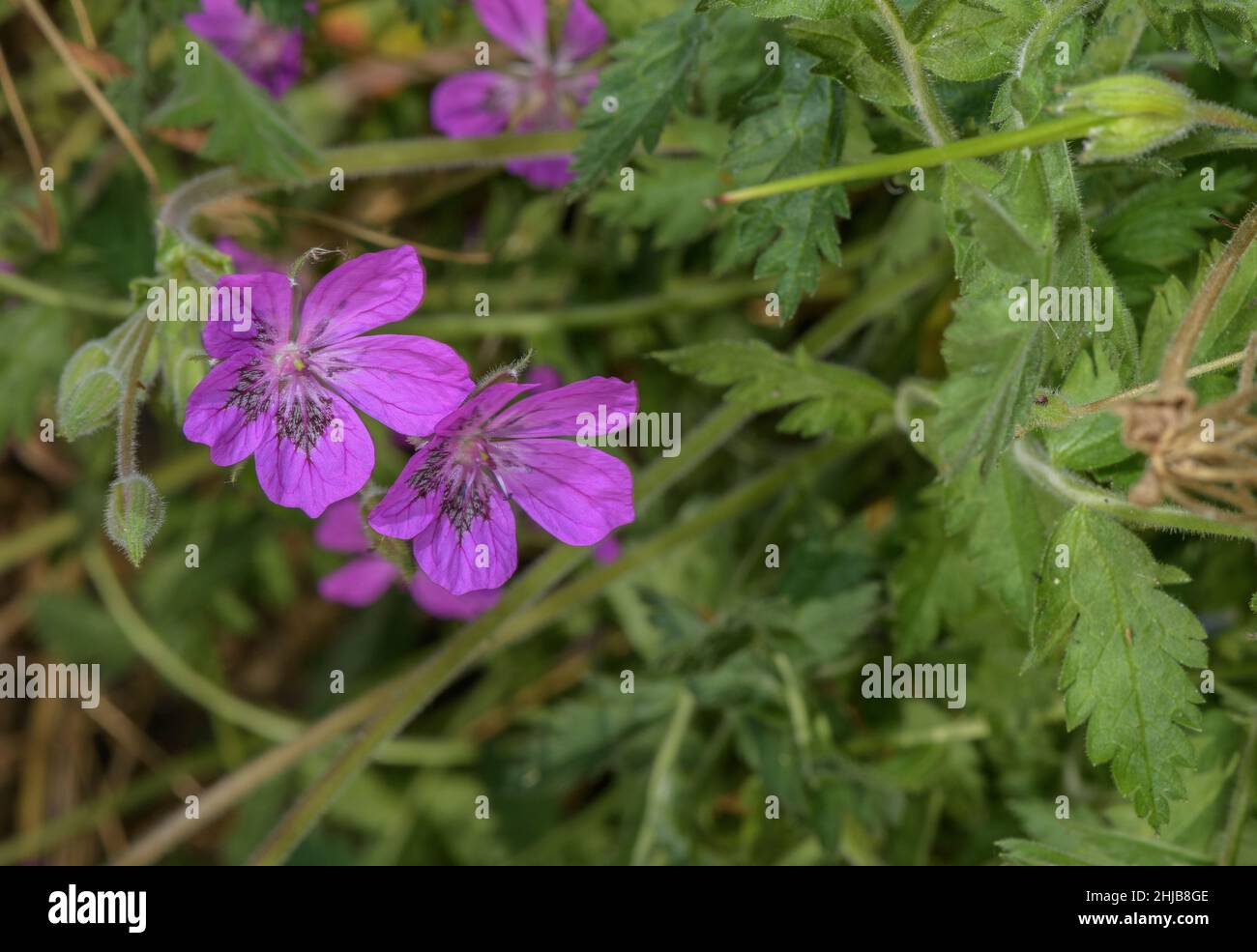 Manescau storksbill, Erodium manescavi, in flower Stock Photo - Alamy
