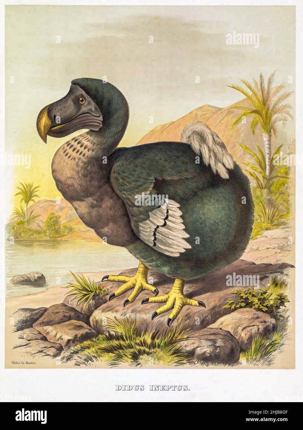 Dodo birds hi-res stock photography and images - Alamy