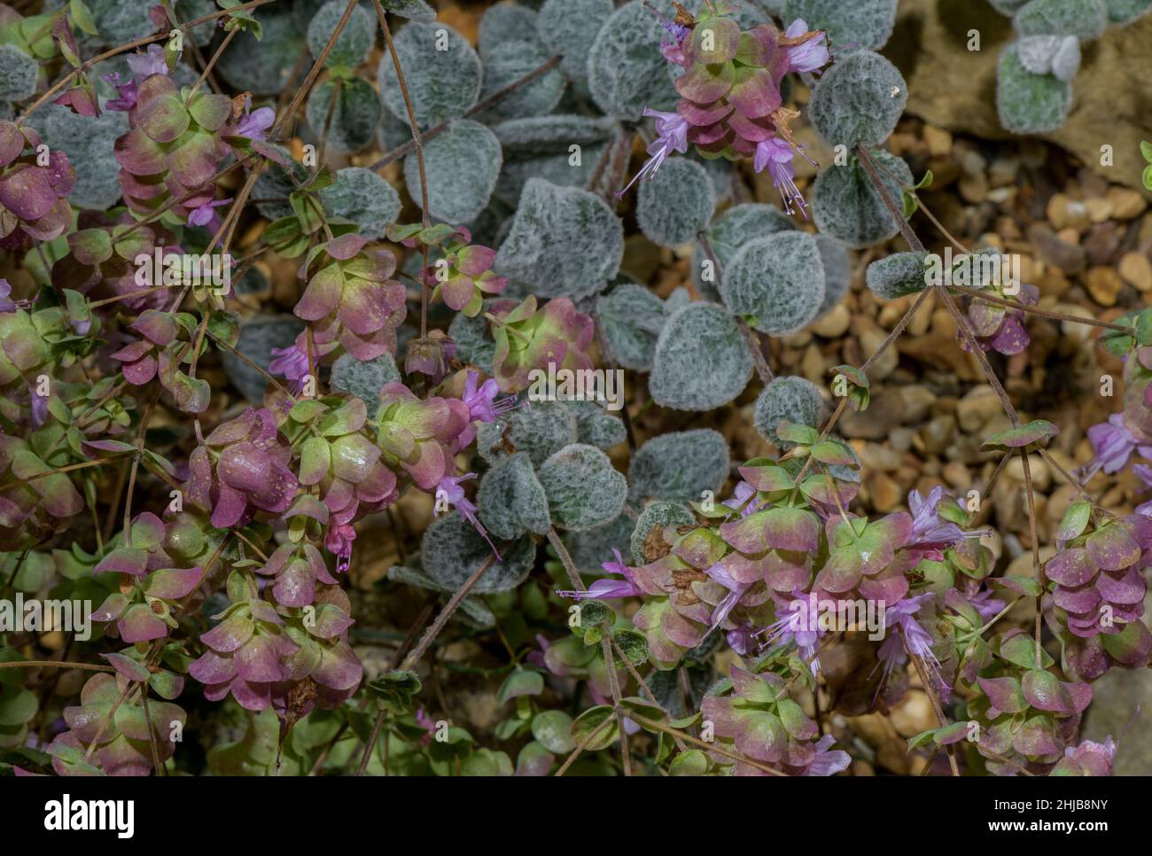 Cretan dittany, Origanum dictamnus, in flower. Rare Cretan chasmophyte ...