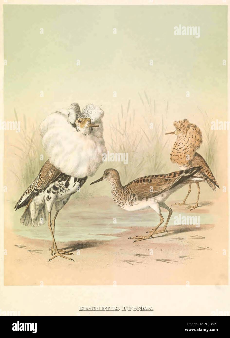 The ruff (Calidris pugnax Here as Machetes pugnax) is a medium-sized ...