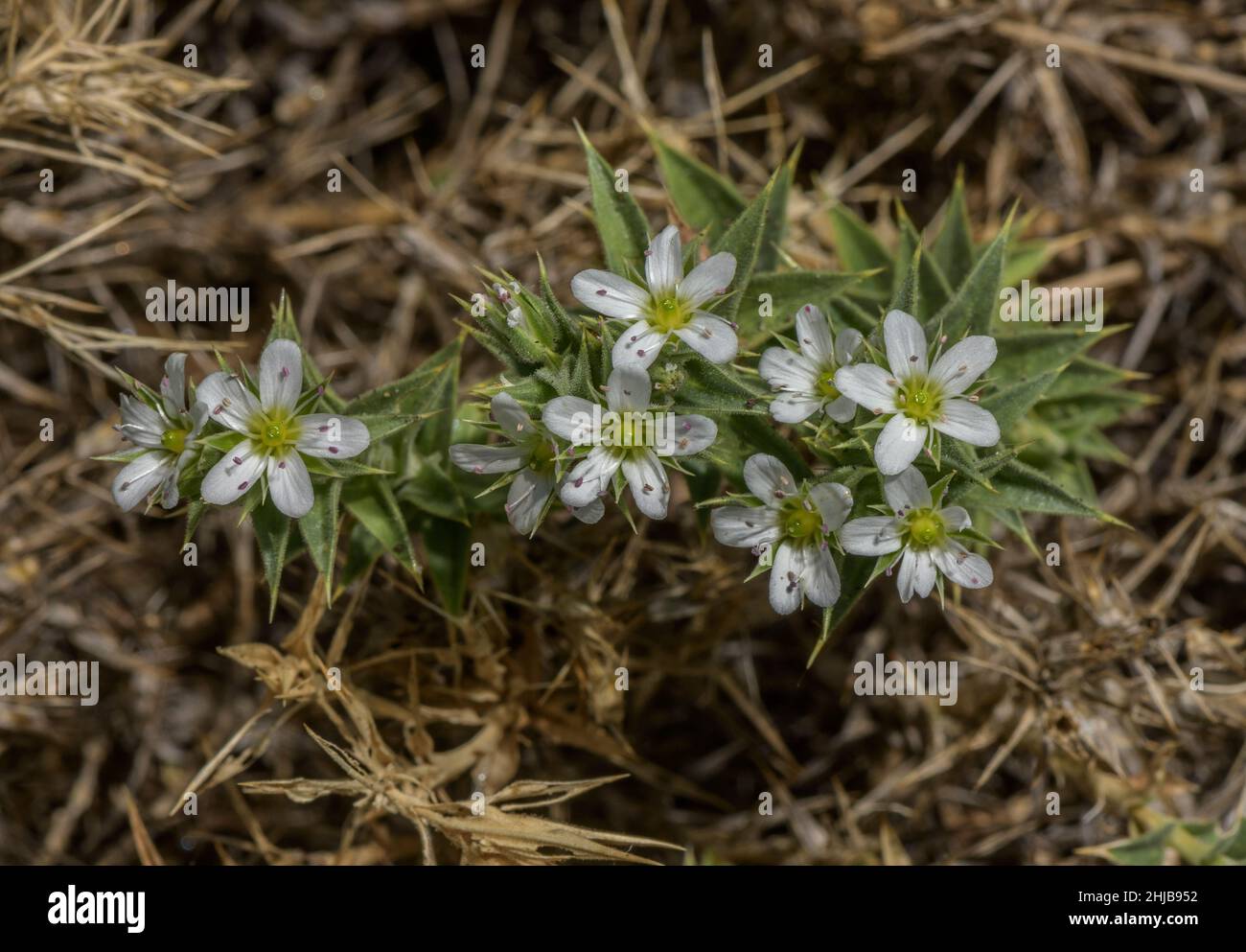 Arenaria dyris in flower, from Morocco Stock Photo - Alamy
