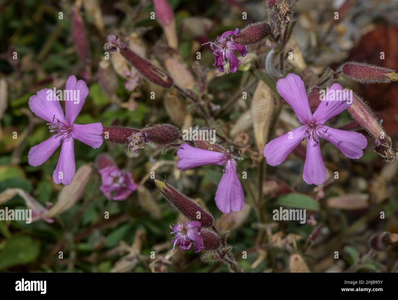 Saponaria cypria hi-res stock photography and images - Alamy