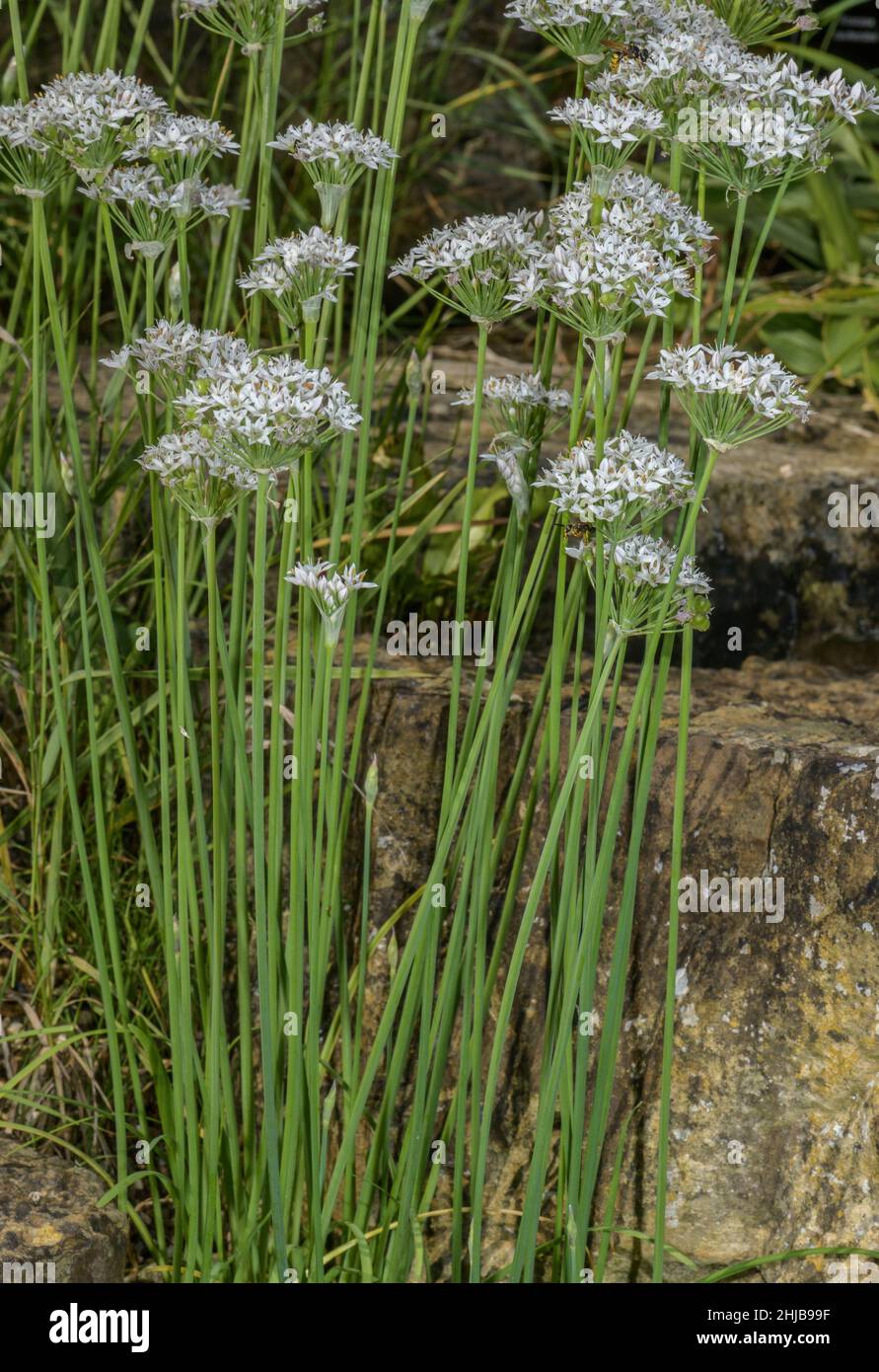 Flowering chinese chives hi-res stock photography and images - Alamy