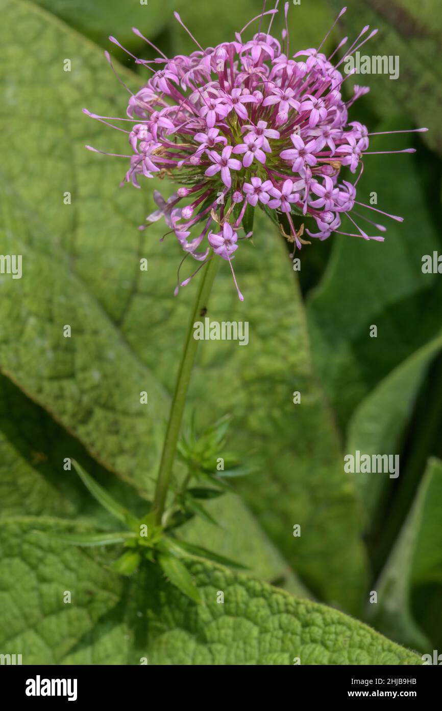 Caucasian crosswort, Phuopsis stylosa, in flower; from the Caucasus ...