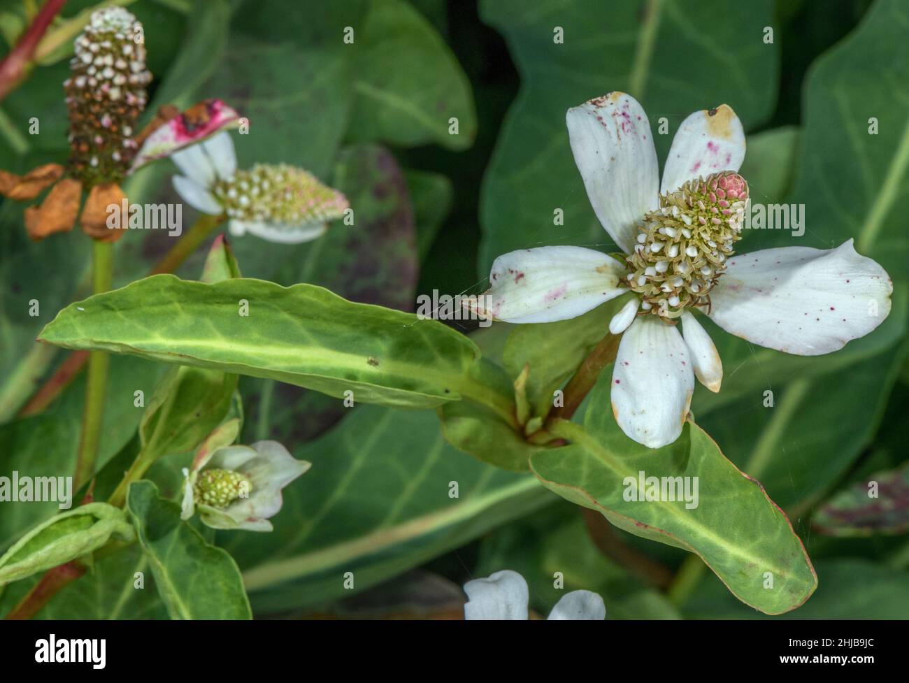 Yerba mansa, Anemopsis californica, in flower. California Stock Photo ...