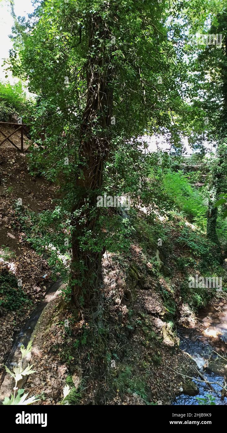 Wooden path in the forest in Megalo Chorio village Karpenisi Greece ...