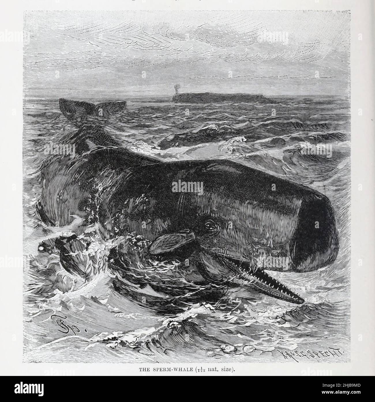 Pygmy sperm whales hi-res stock photography and images - Alamy